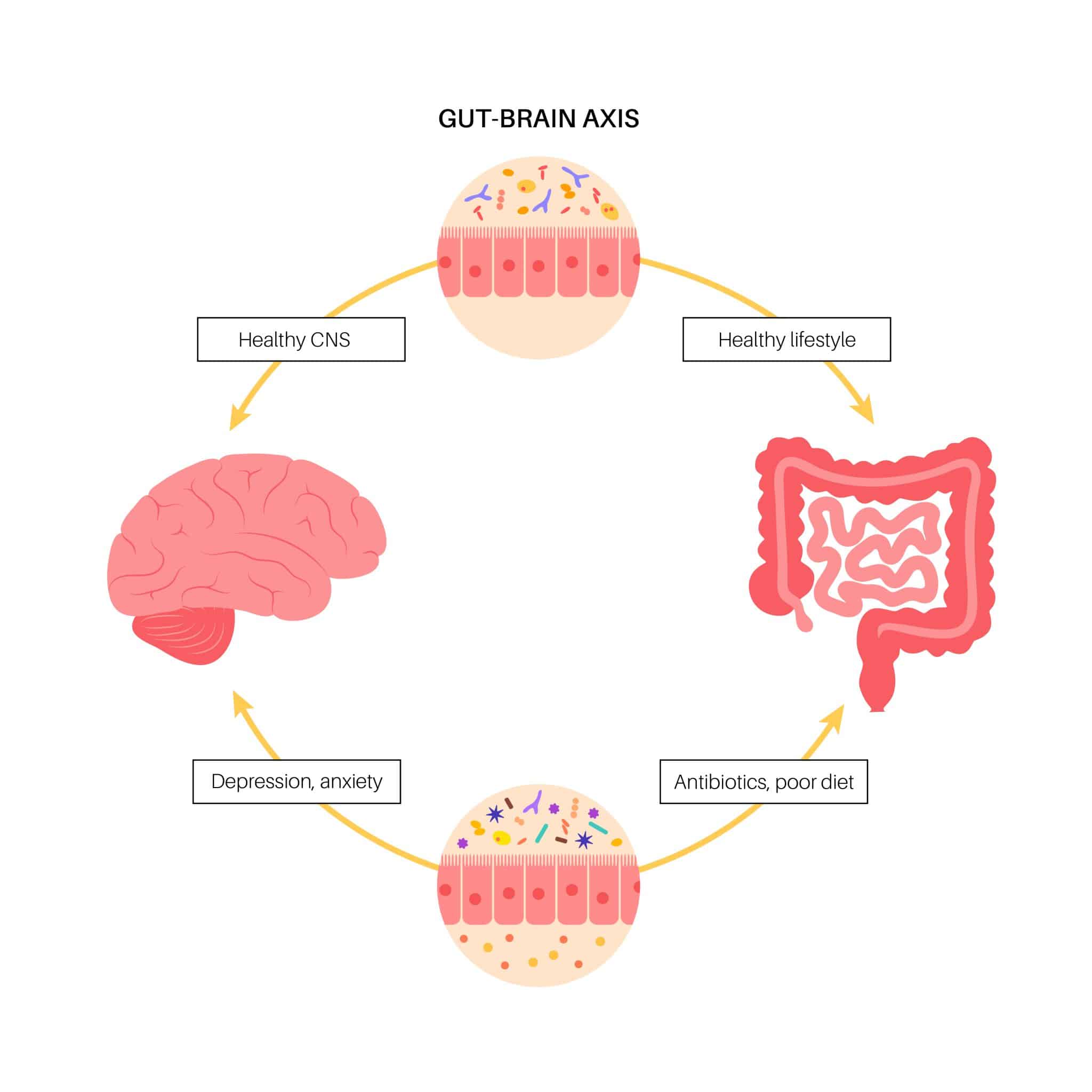 Gut-Brain Axis: Understanding it's impact on health and wellness - Bmi ...
