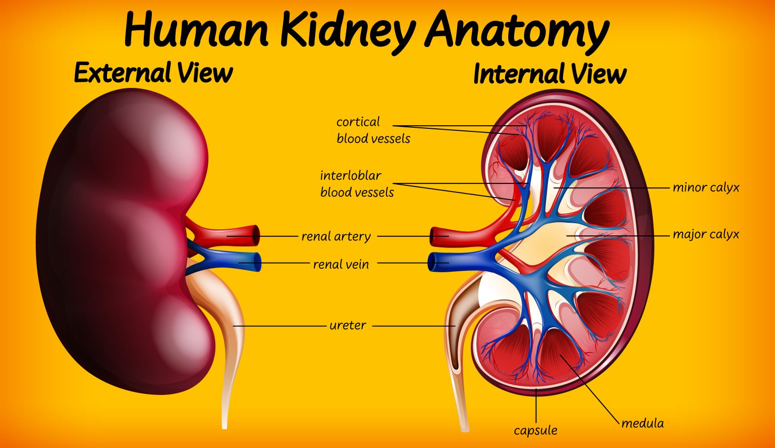 The Impact of Semaglutide on Kidney Function - Bmi Doctors